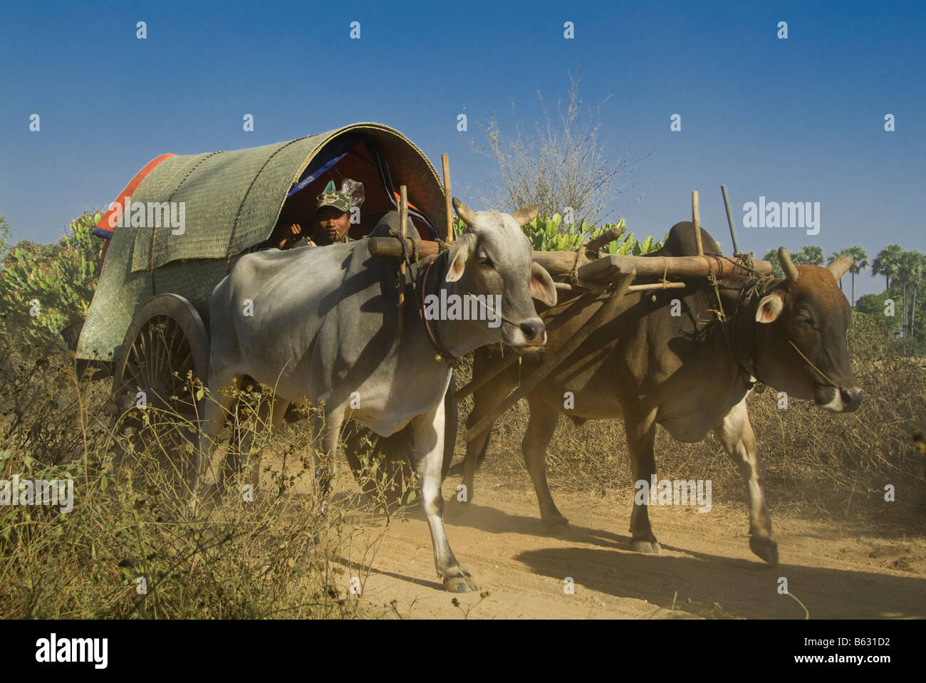 Cattle Carriage High Resolution Stock Photography and Images - Alamy