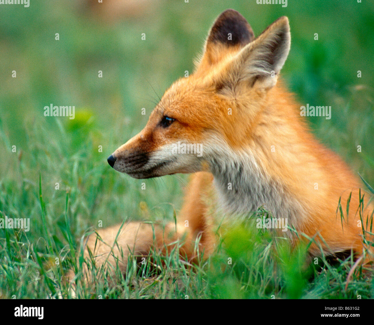 Red fox in Montana Stock Photo - Alamy