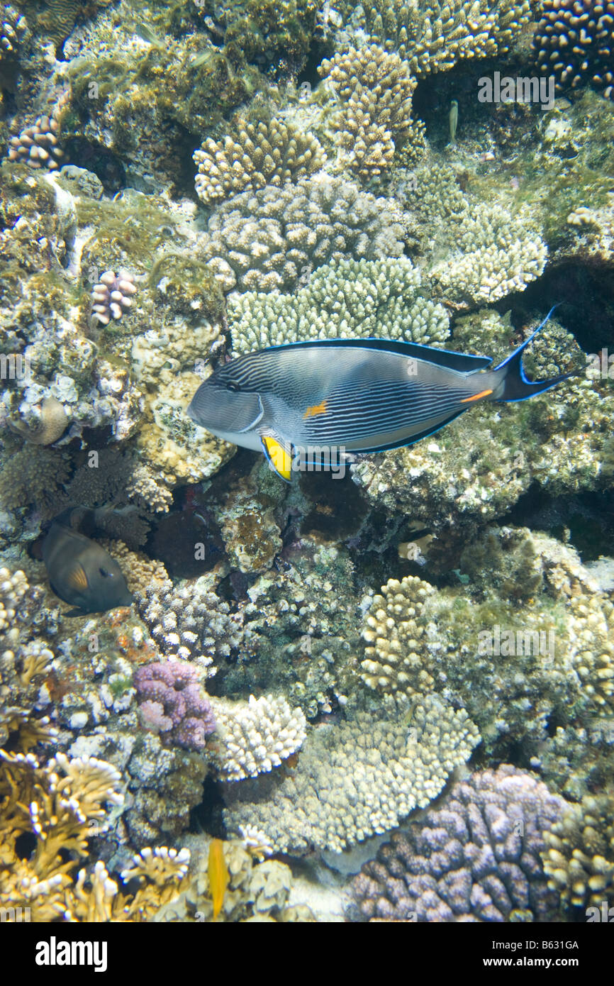 Sohal surgeonfish, Acanthurus sohal Stock Photo - Alamy