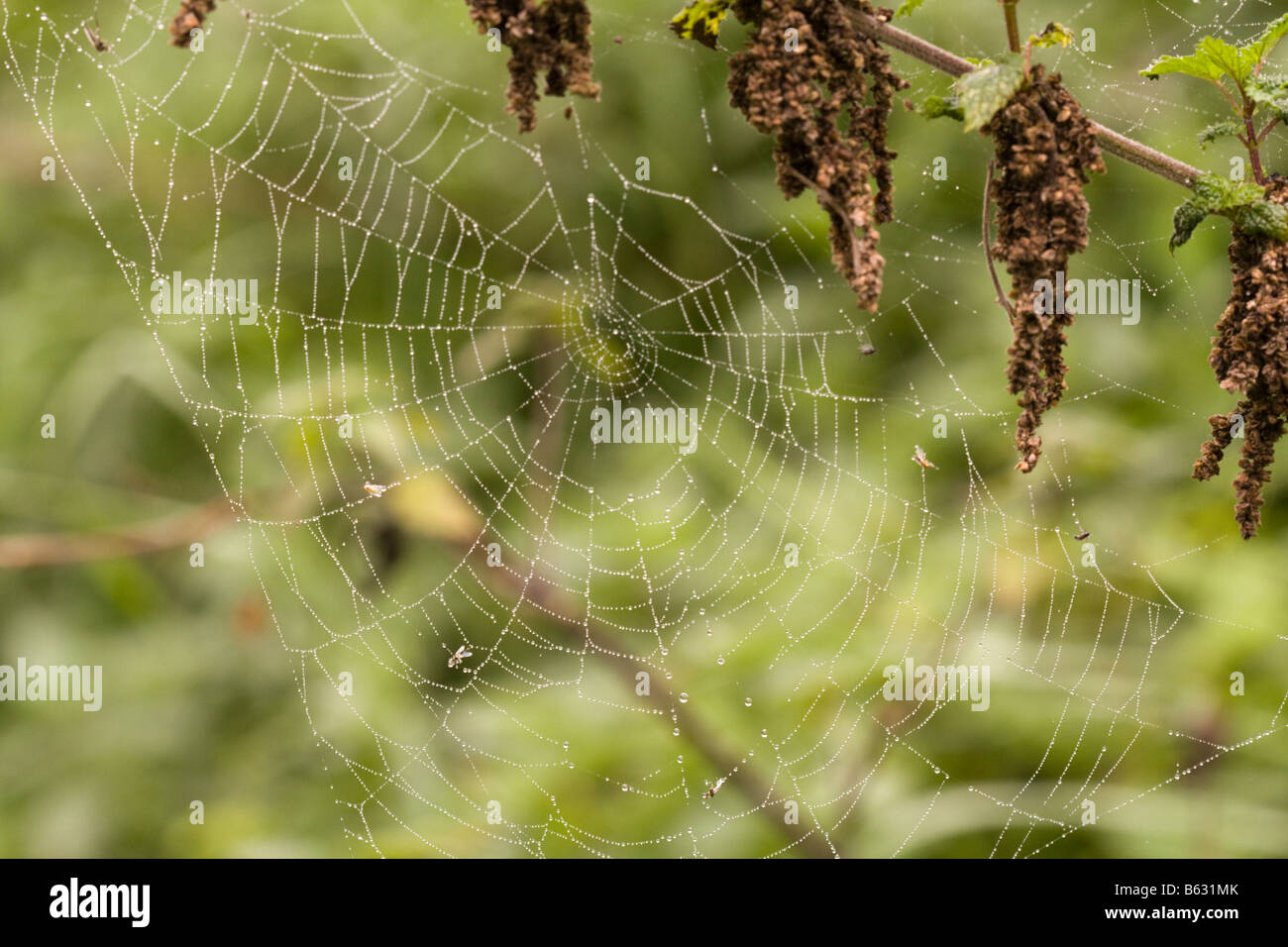 A Spider's Web With Morning Dewdrops And Dead Flies Stock Photo - Alamy