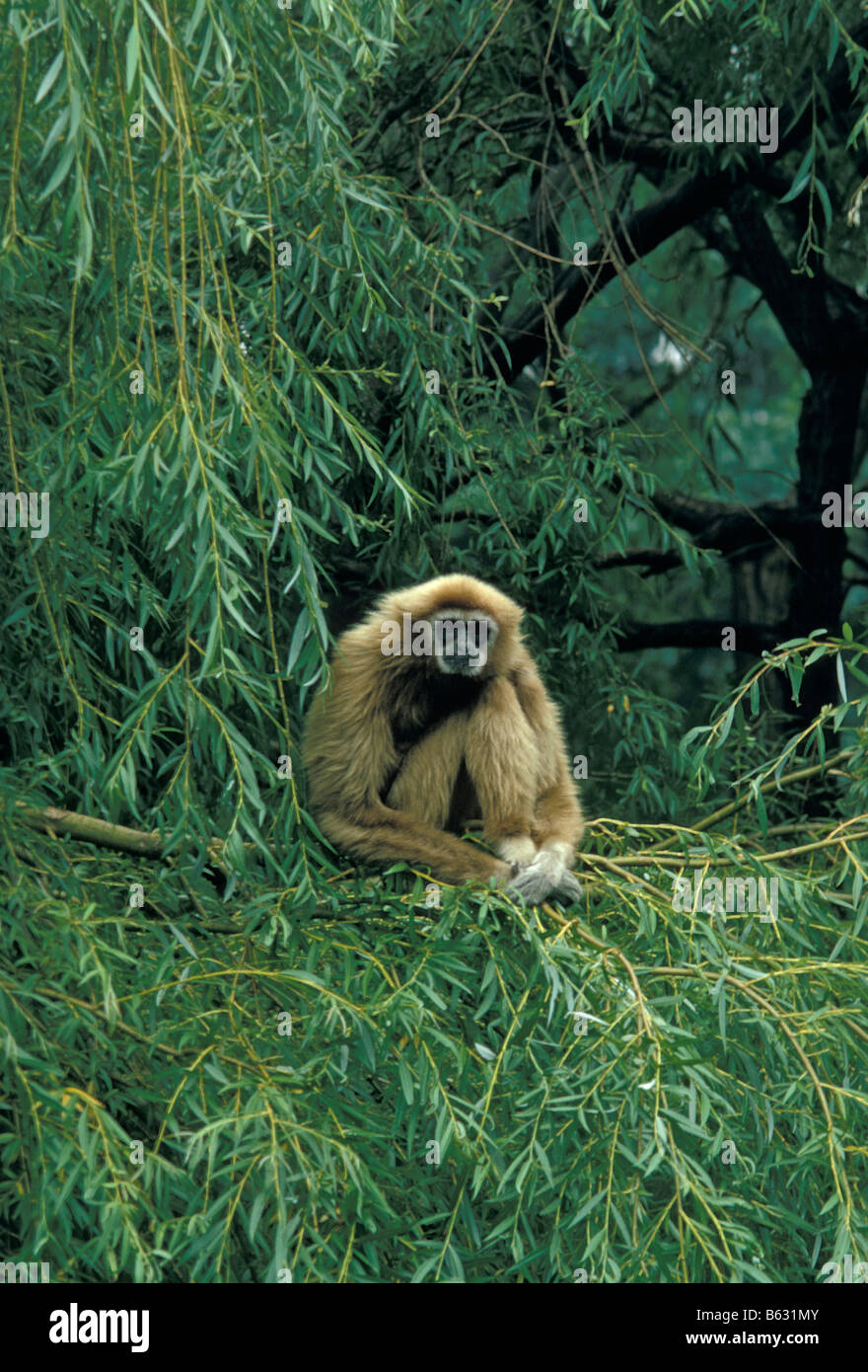 White handed monkey hi-res stock photography and images - Alamy