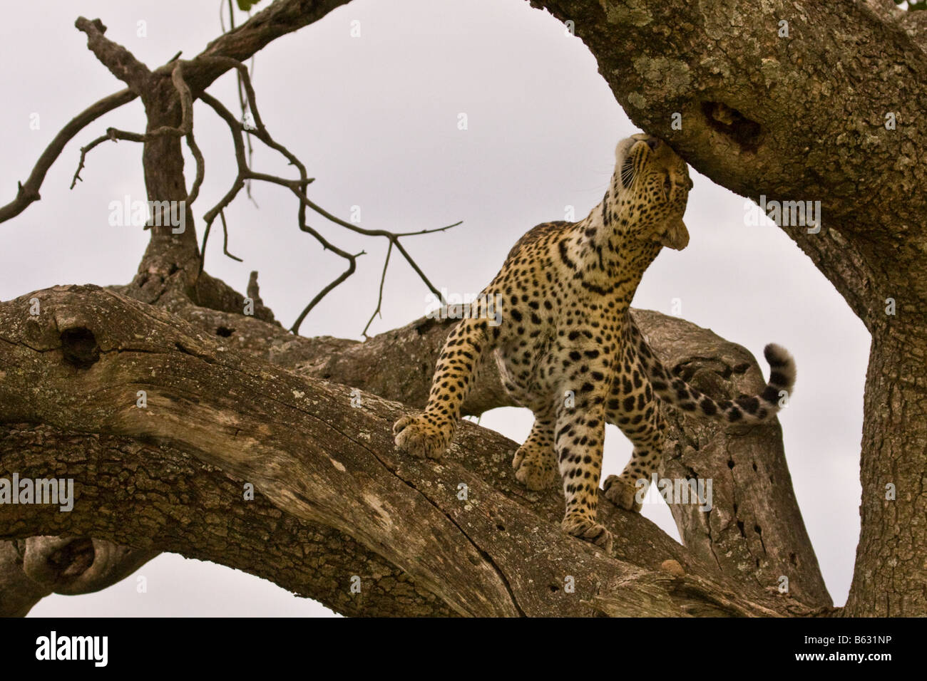 A leopard marking its territory Stock Photo - Alamy