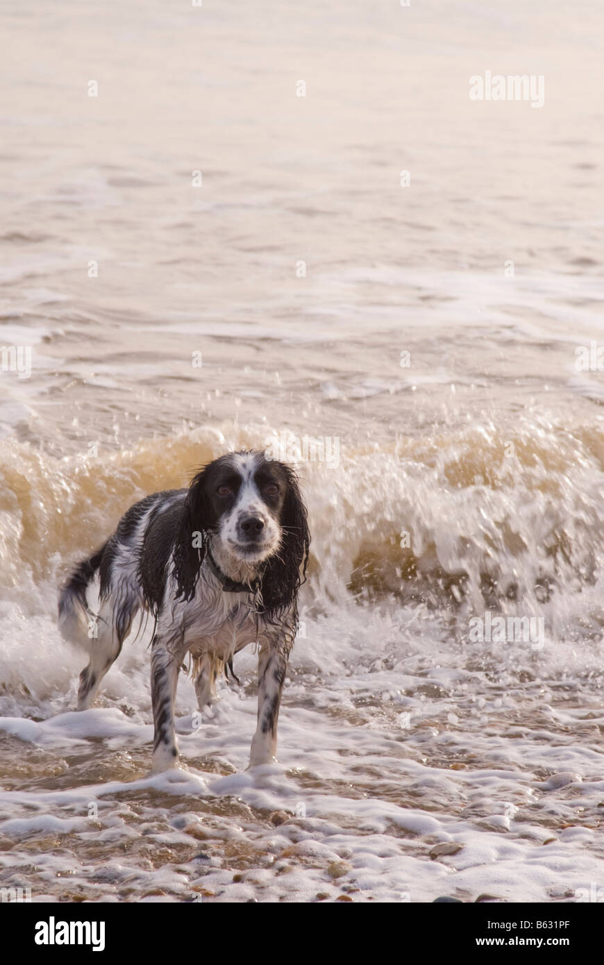 Wet female black and white english springer spaniel dog on shingle ...
