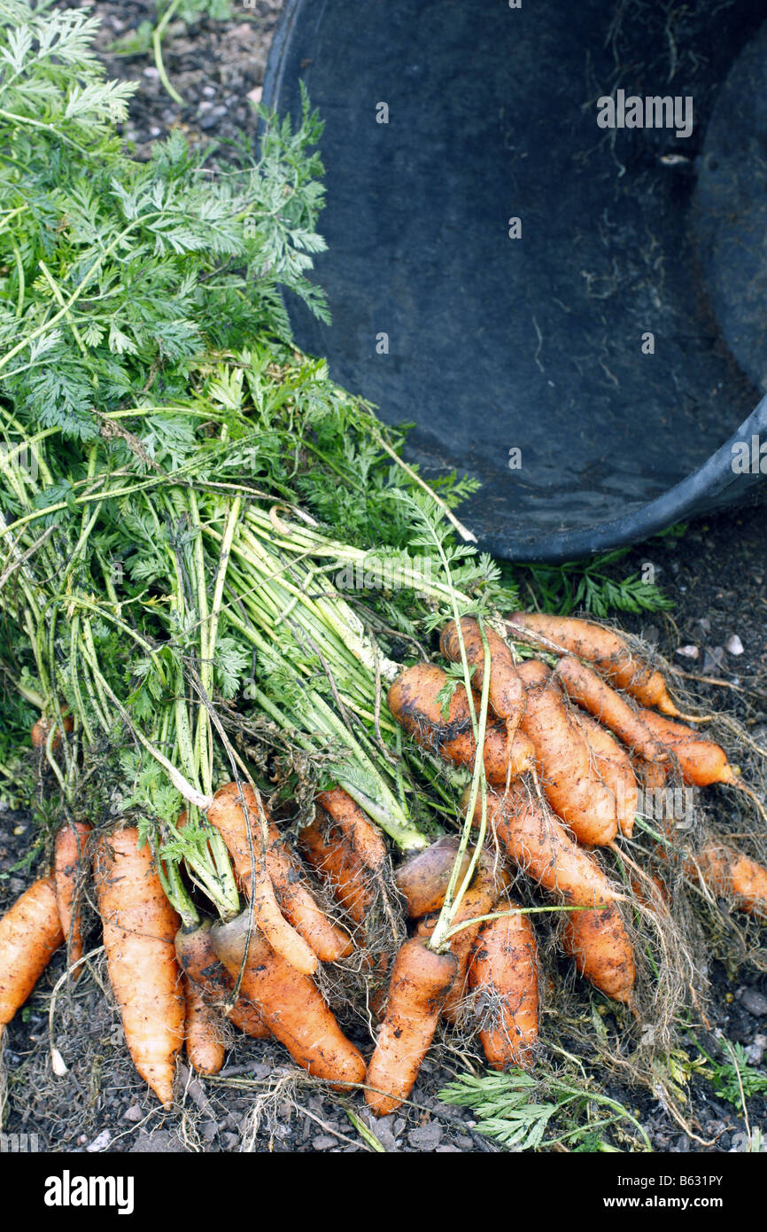Carrot long red surrey crop hi-res stock photography and images - Alamy