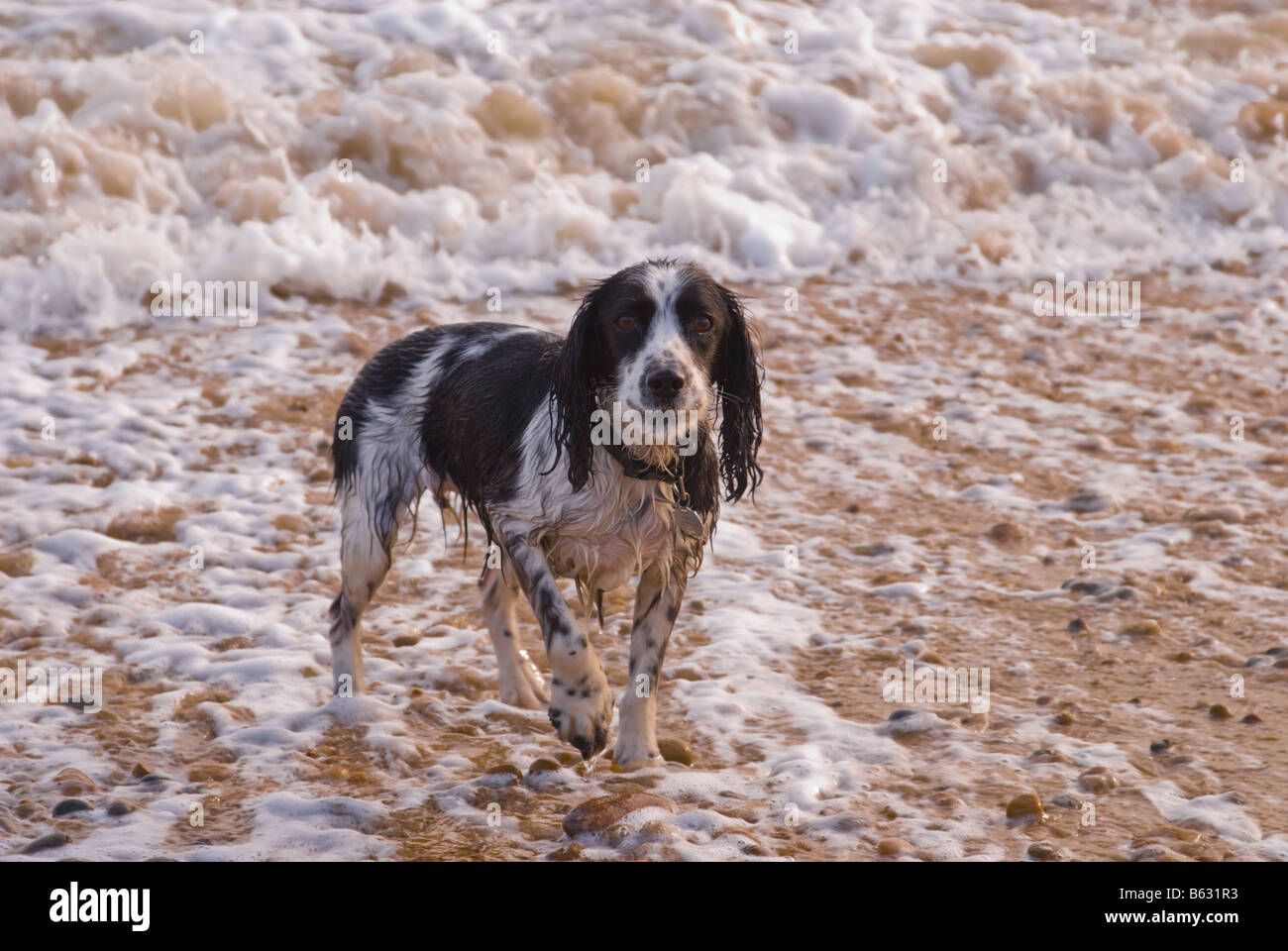 Wet female black and white english springer spaniel dog on shingle ...