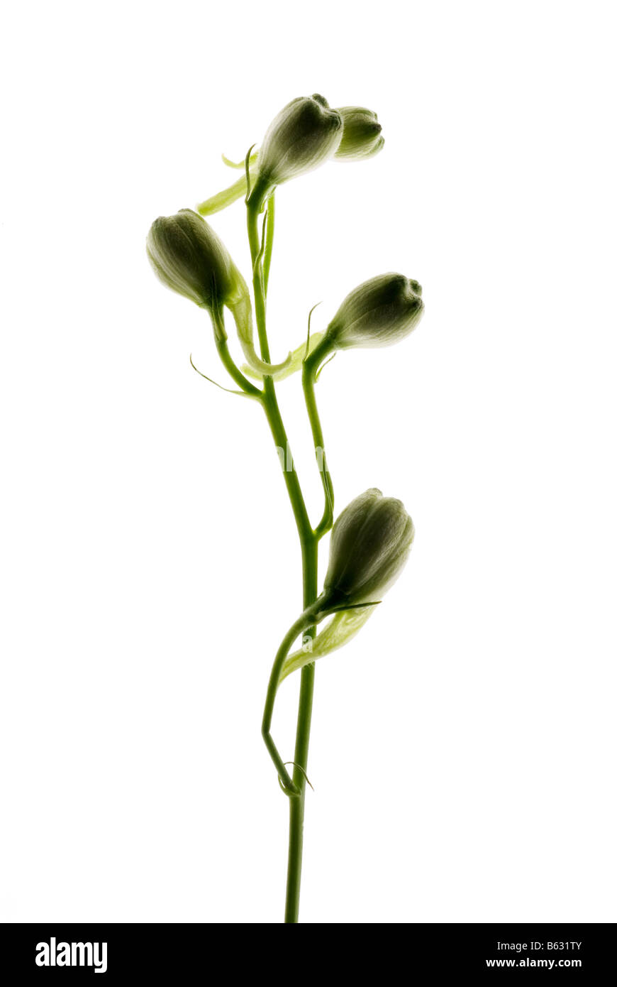 Growing on a stem Cut Out Stock Images & Pictures - Alamy