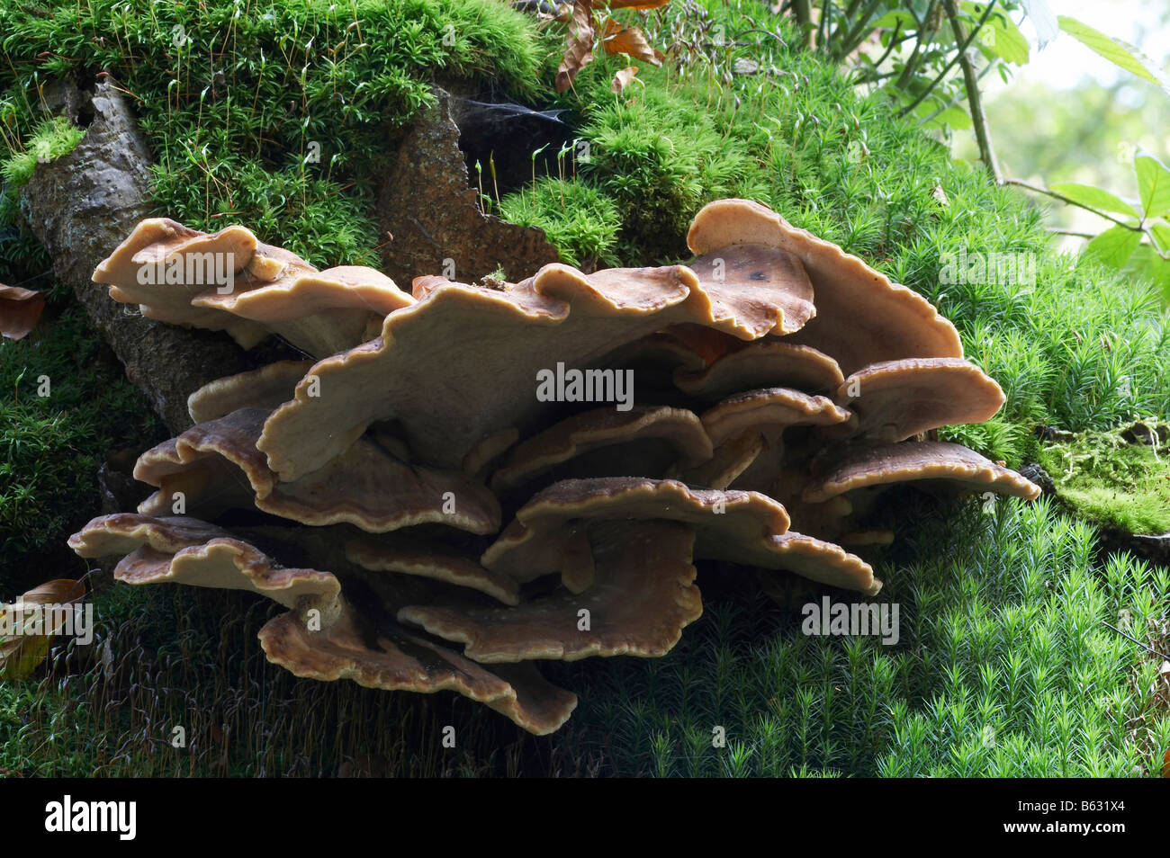 Polypore fungi hi-res stock photography and images - Alamy