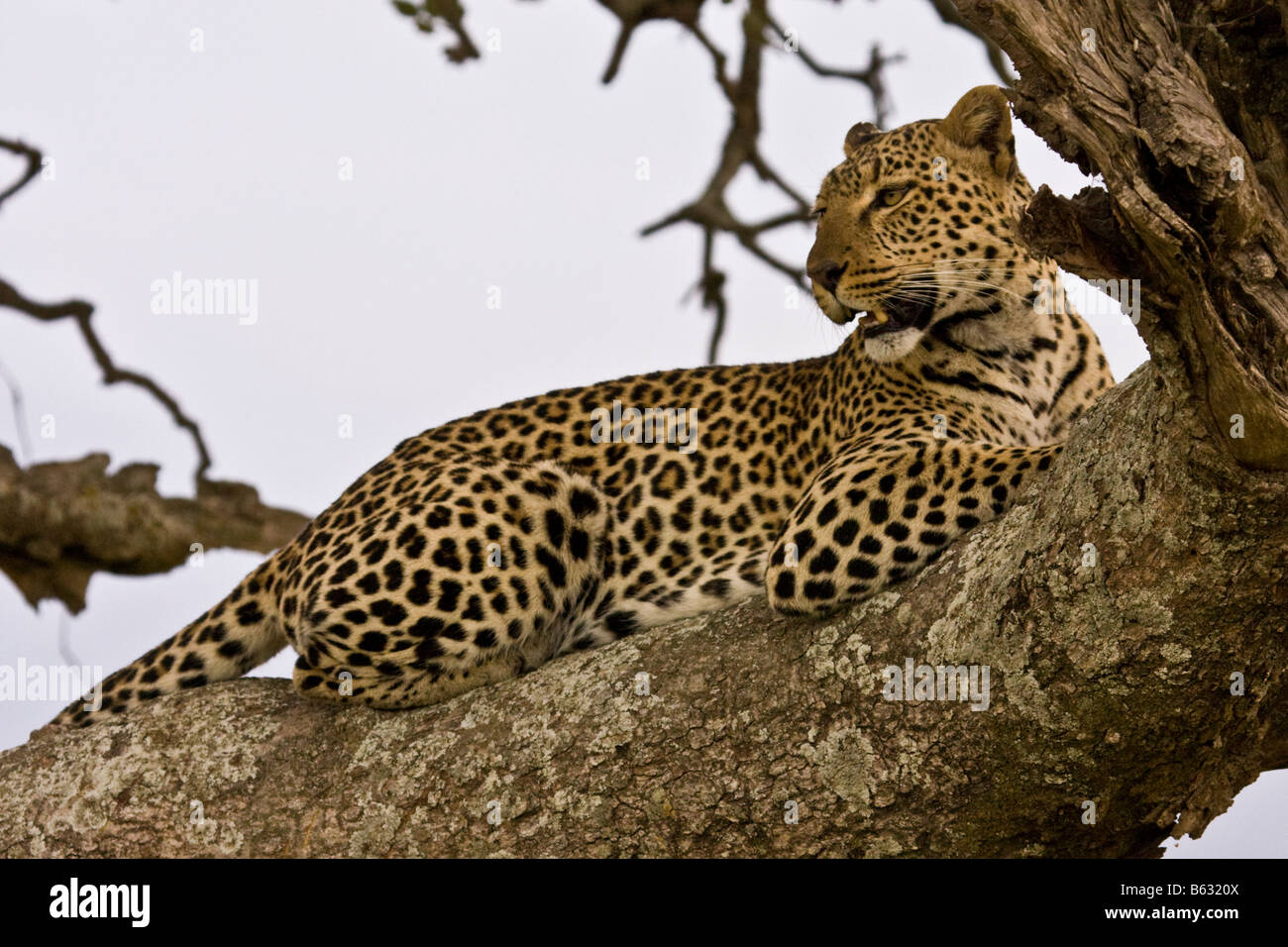 a leopard lying on a tree branch Stock Photo - Alamy
