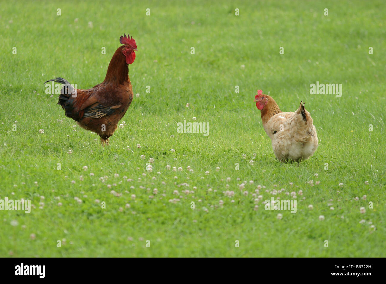 Hen outside in the meadow Stock Photo - Alamy