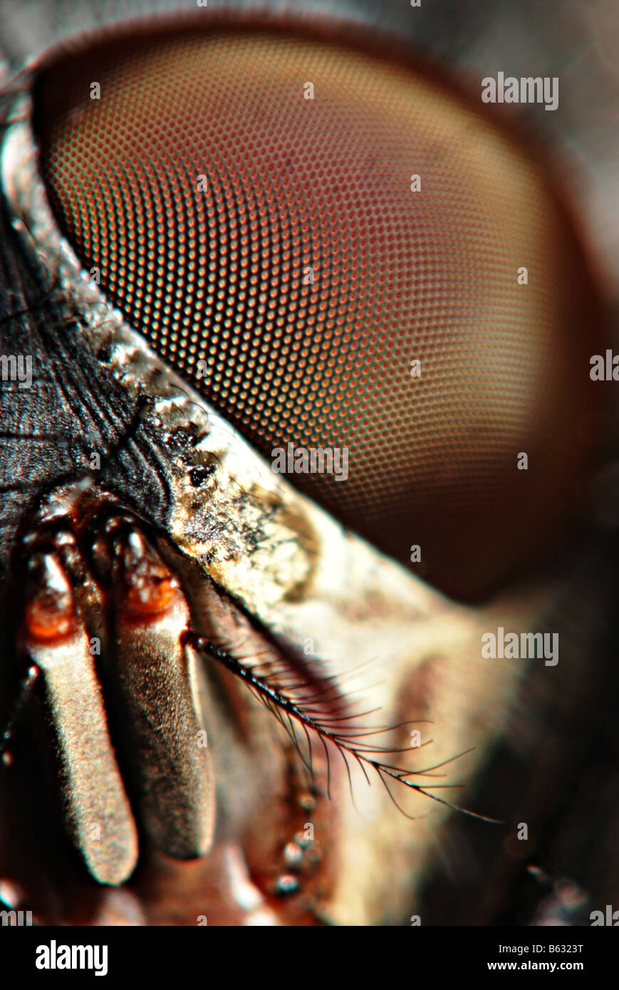 microscope shot of fly head Stock Photo - Alamy