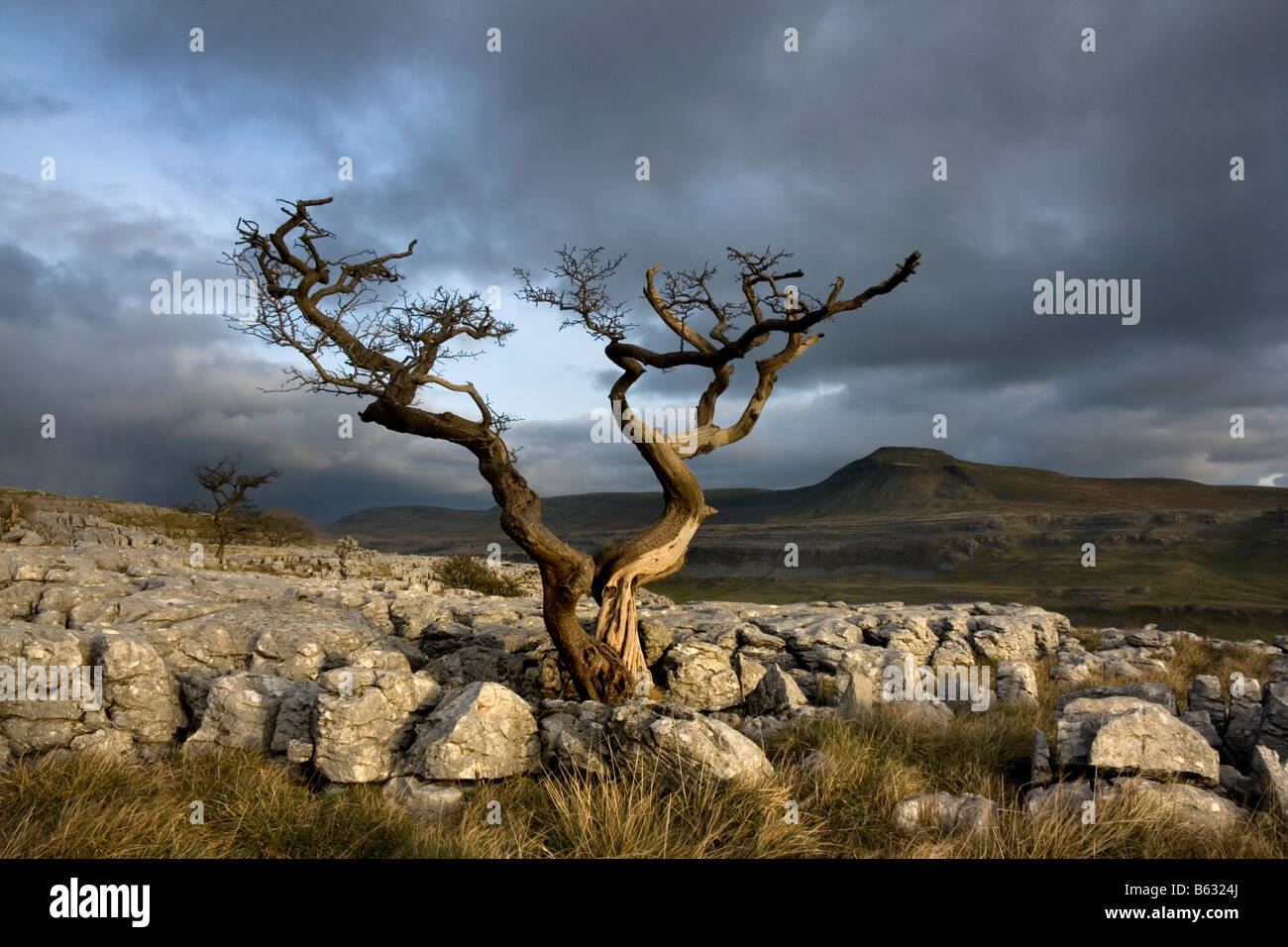 A weather beaten tree grows in the limestone pavement at Twistleton ...