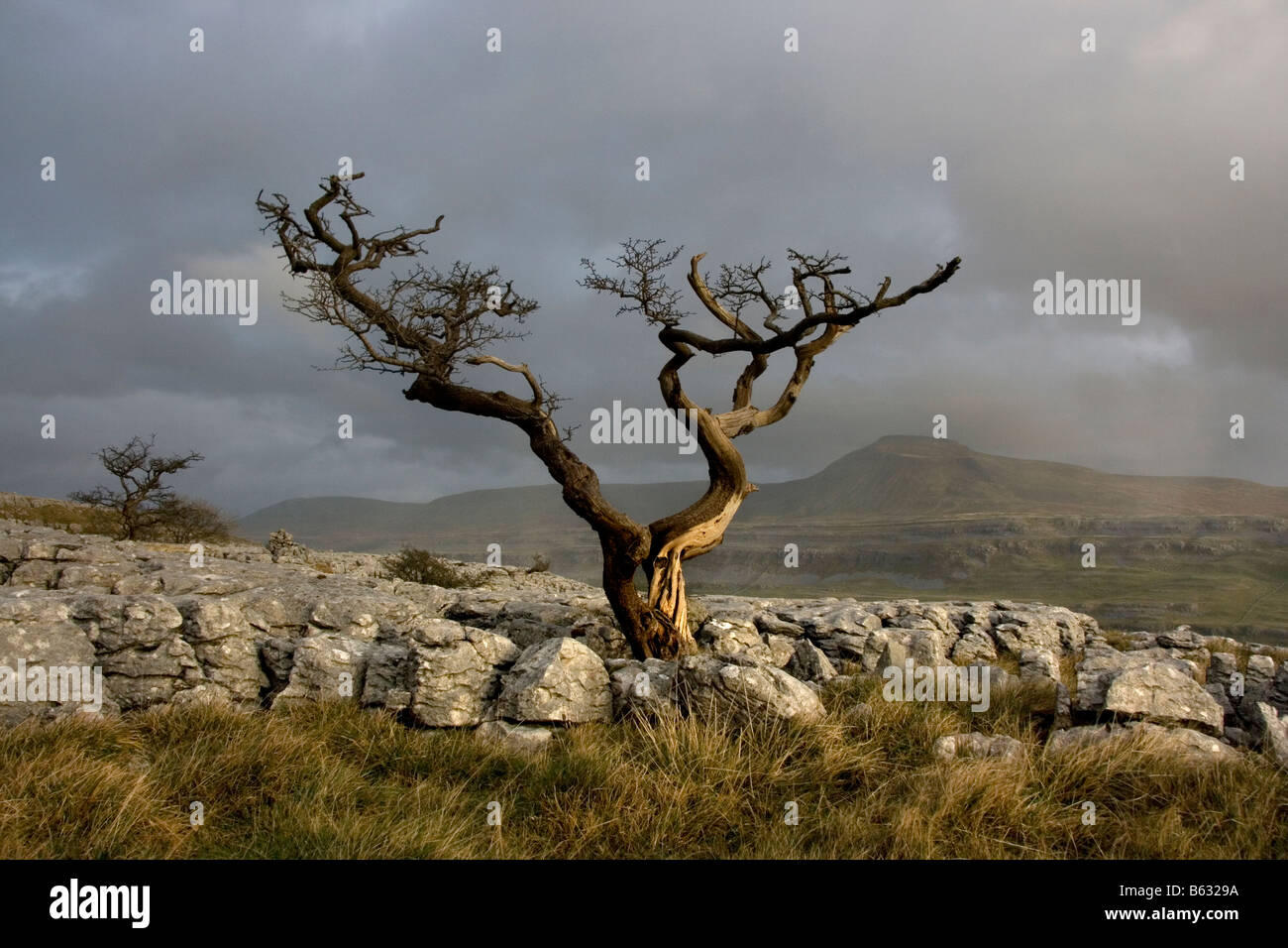 A weather beaten tree grows in the limestone pavement at Twistleton ...