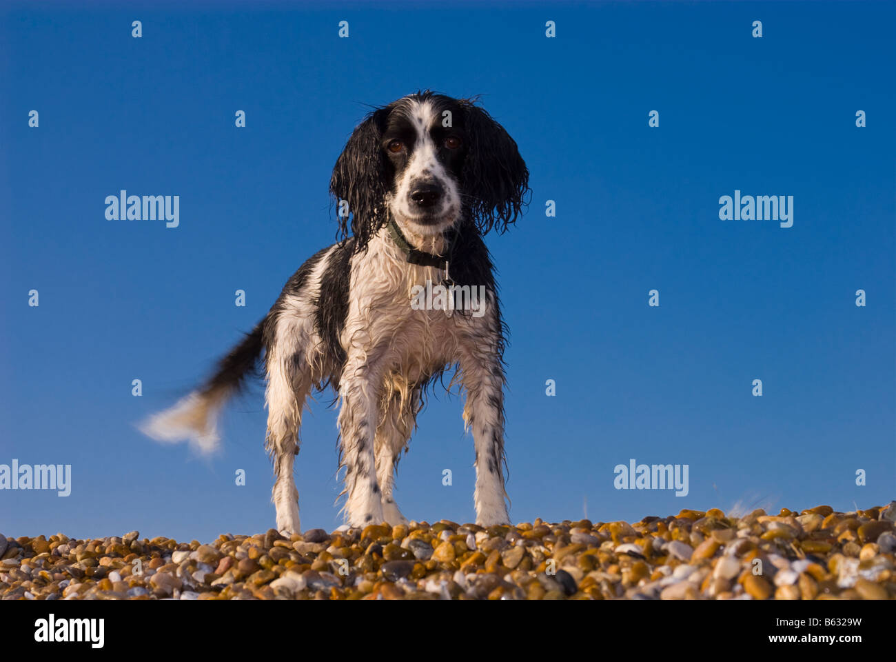 Female black and white english springer spaniel dog on shingle beach ...
