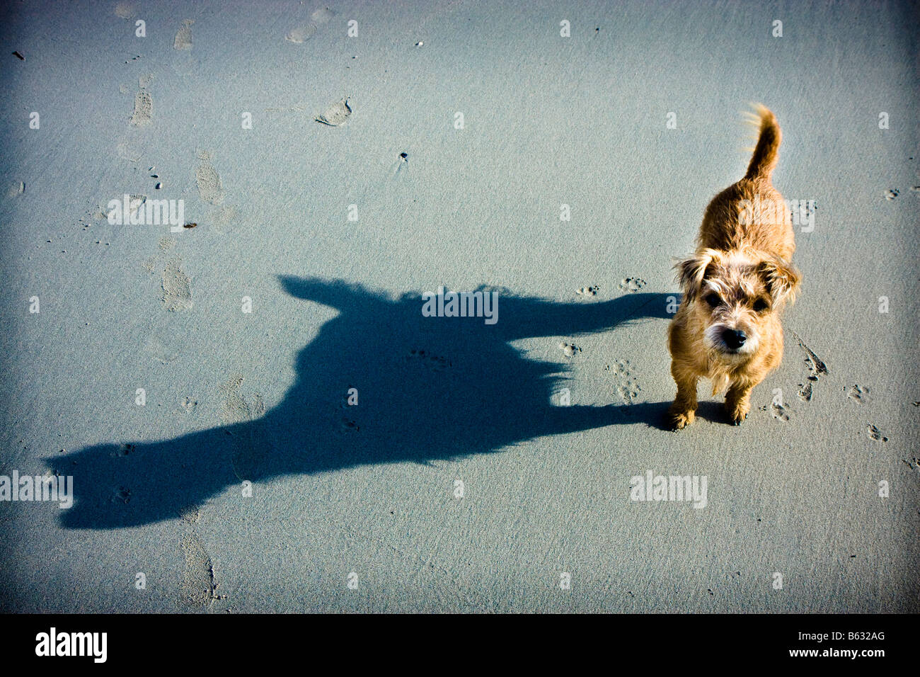 Small shadow hi-res stock photography and images - Alamy