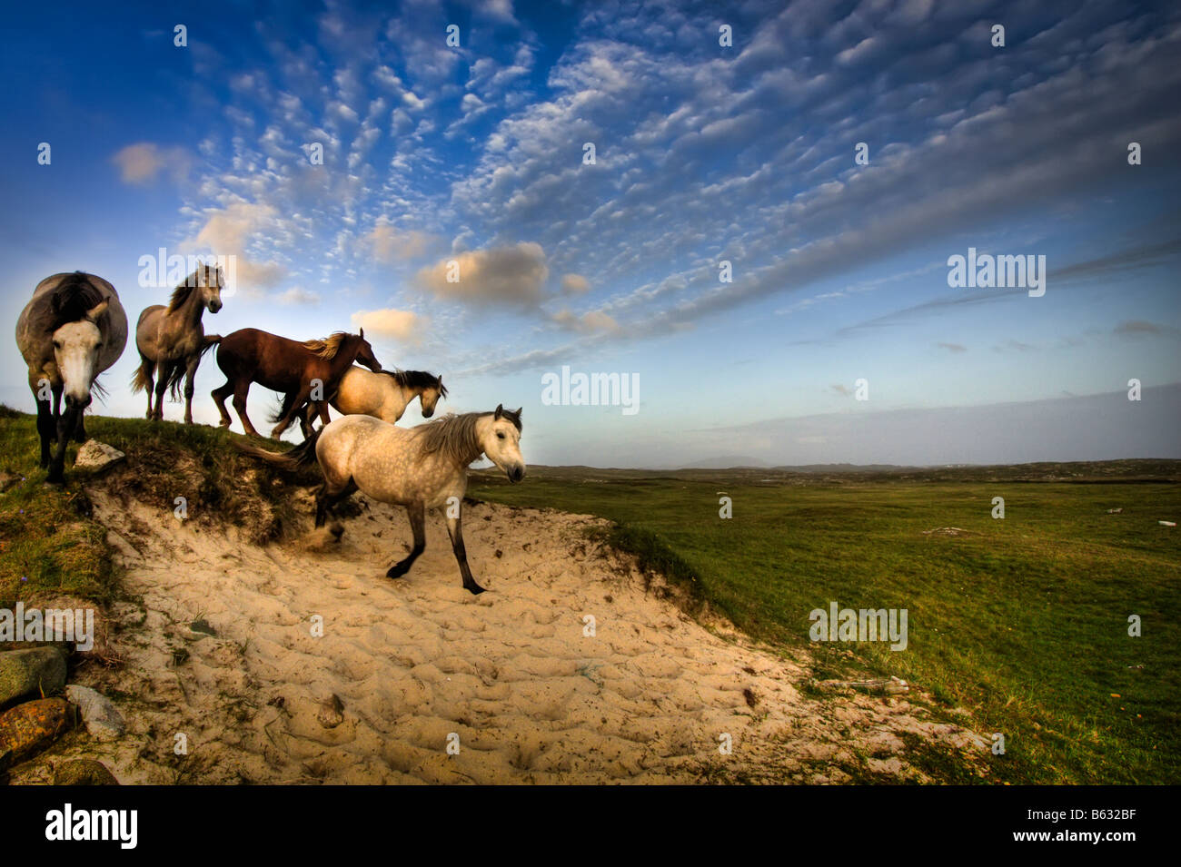 Frisky pony hi-res stock photography and images - Alamy