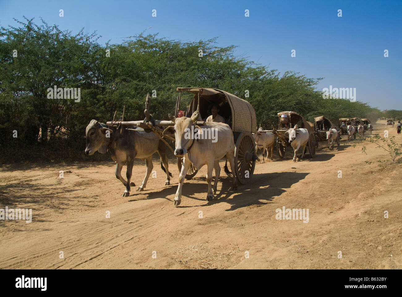 Ox carriage on a dustry road Bagan Pagan Myanmar Burma Stock Photo - Alamy