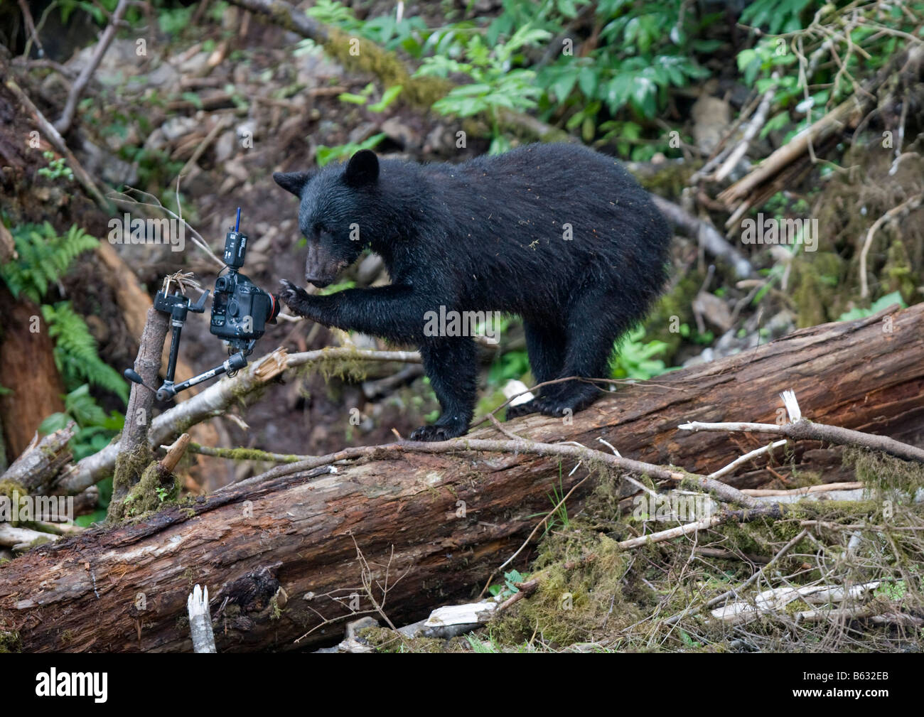 USA Alaska Kake Black Bear Ursus americanus inspects remote control ...