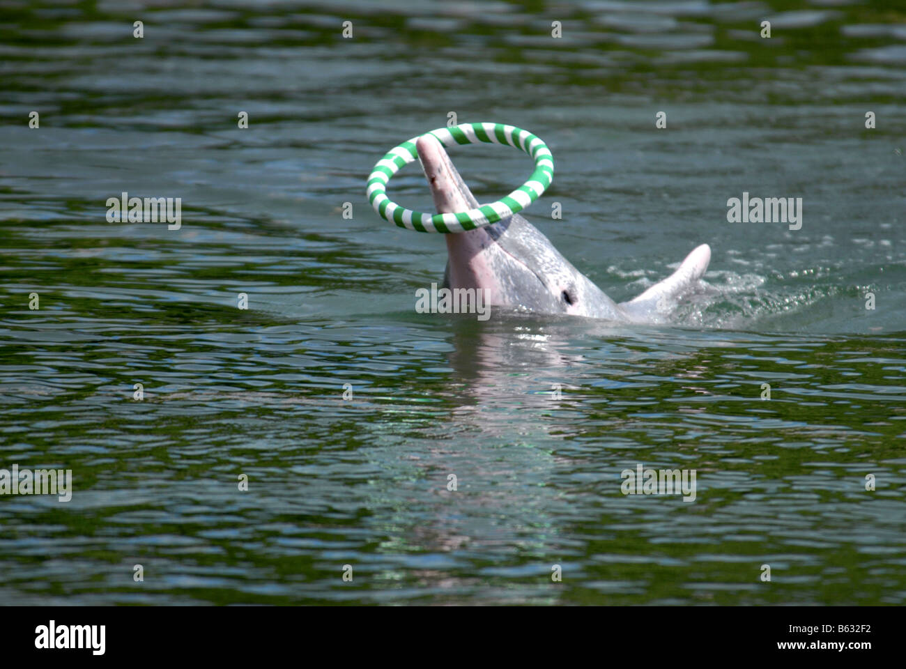 Sentosa Island Underwater World And Dolphin Lagoon