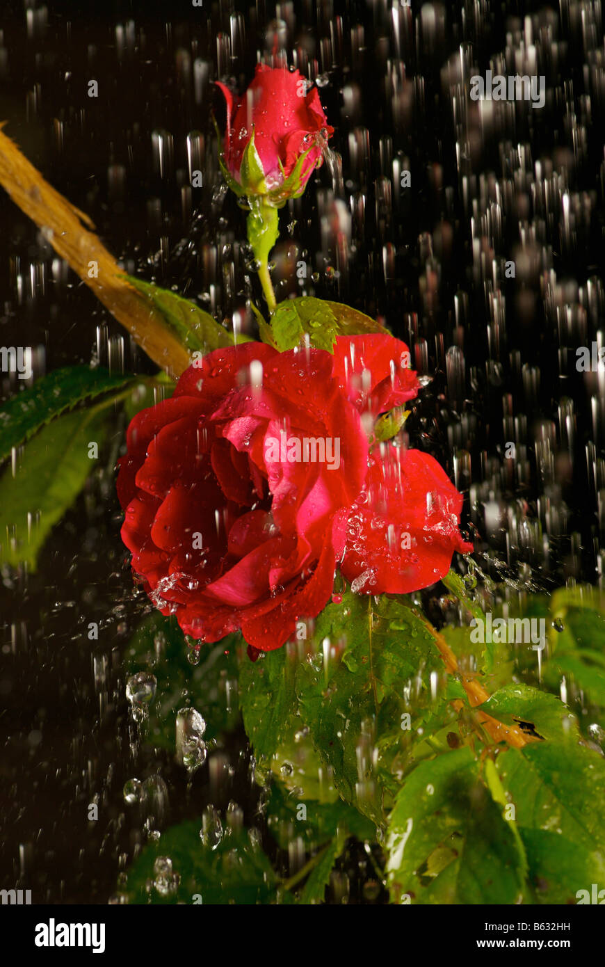 Falling Roses High Resolution Stock Photography and Images - Alamy