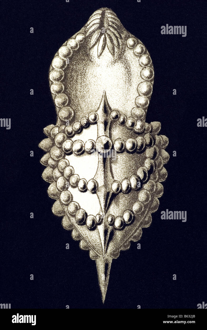 Thalamophora / Kammerlinge, Name Globigerina, Haeckel, Kunstformen der ...