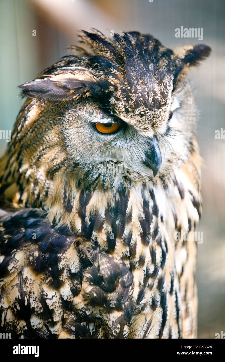 Uhu symbol hi-res stock photography and images - Alamy