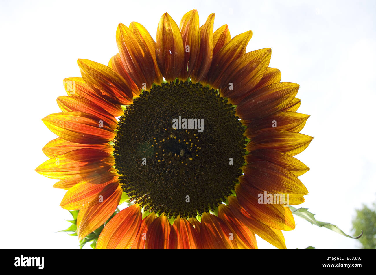 Lighthouse sunflowers hi-res stock photography and images - Alamy