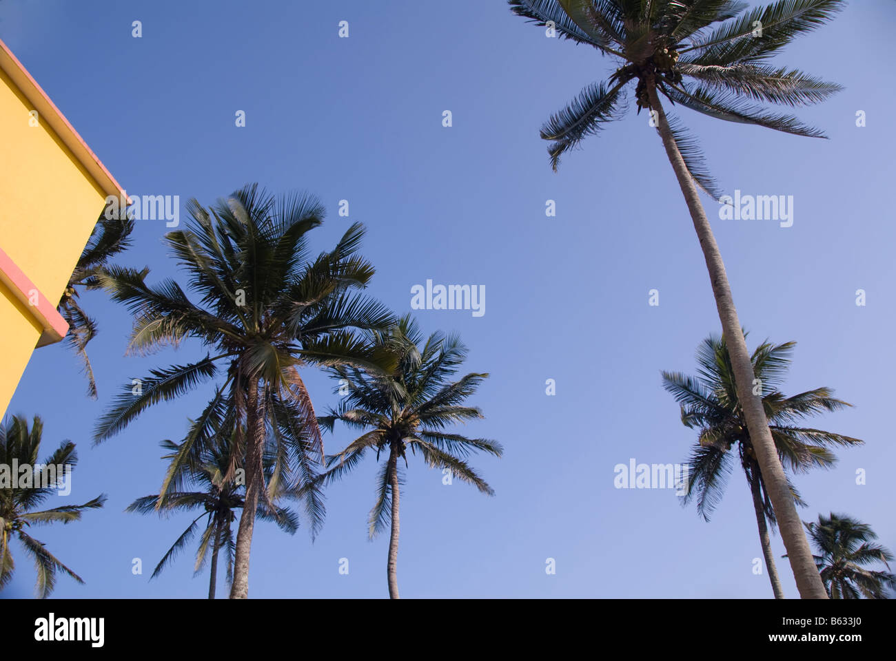 Tropical beach house coconut trees hi-res stock photography and images ...