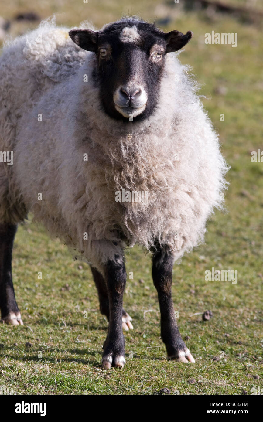Shetland sheep hi-res stock photography and images - Alamy