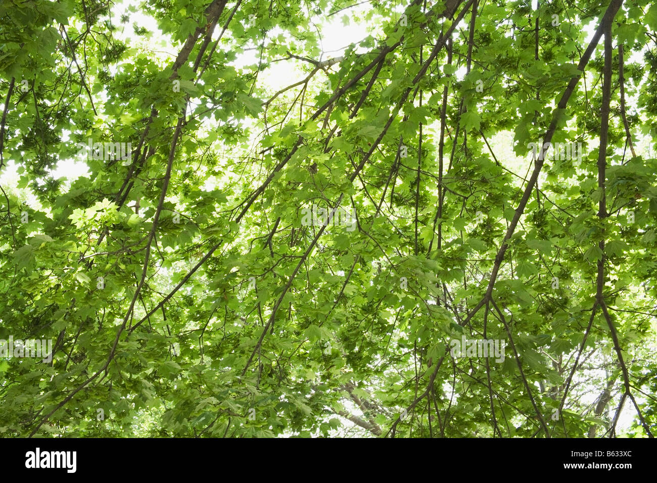 View of branches of a tree hi-res stock photography and images - Alamy