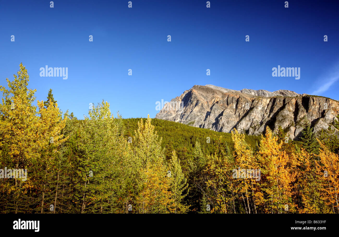 view of forests and mountains in Jasper National Park Stock Photo - Alamy