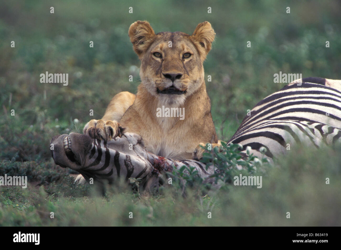 African lion with kill Stock Photo - Alamy
