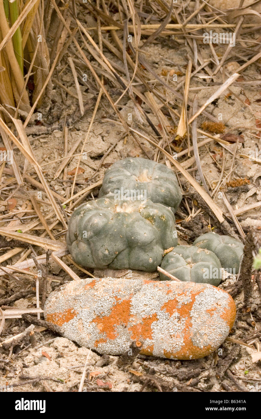 Peyote Lophophora williamsii Las Estrellas Nature Conservancy Preserve ...