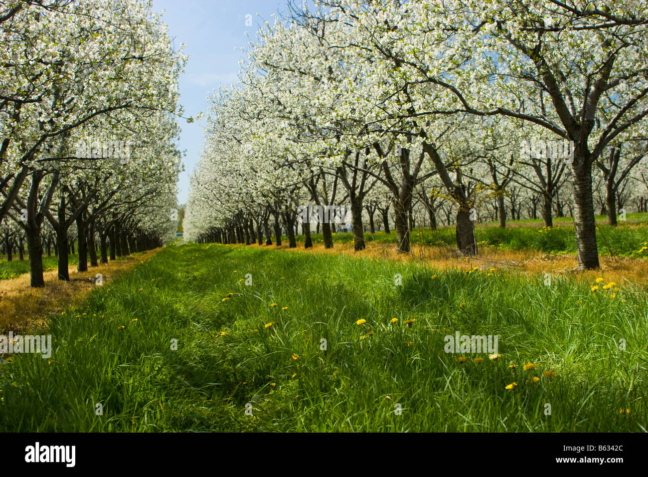 Peach orchard in bloom Stock Photo - Alamy