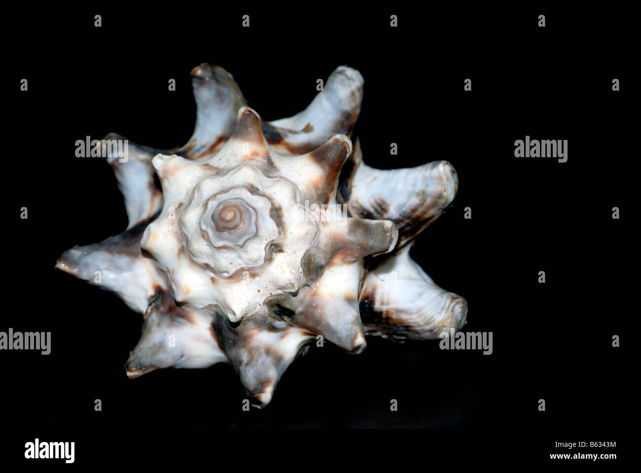 Shell in a Black Background Stock Photo - Alamy