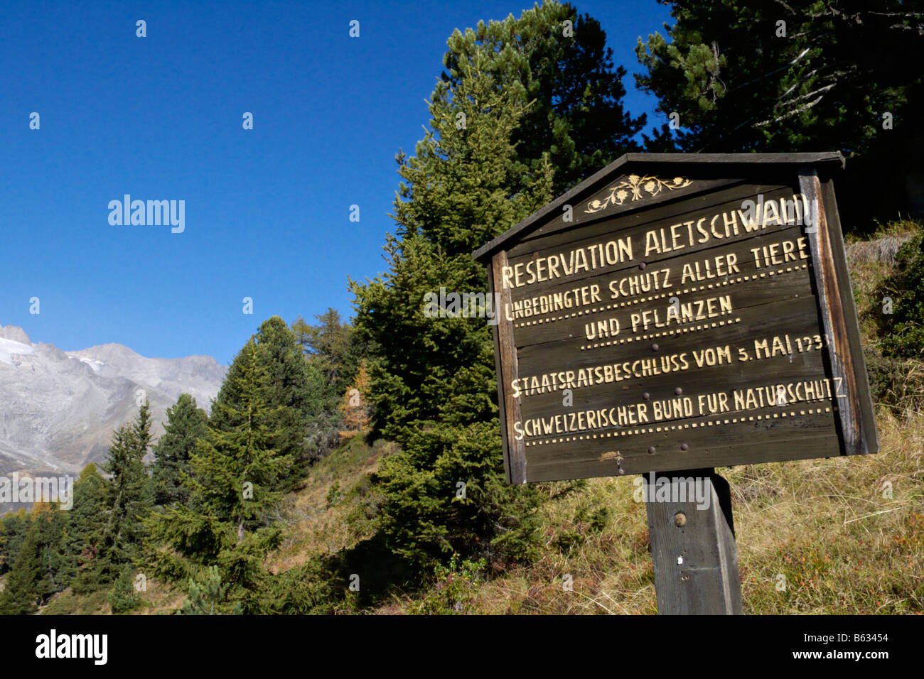 Aletsch forest, Switzerland Stock Photo - Alamy
