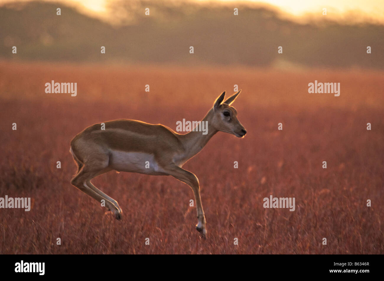 Antelope jumping hi-res stock photography and images - Alamy