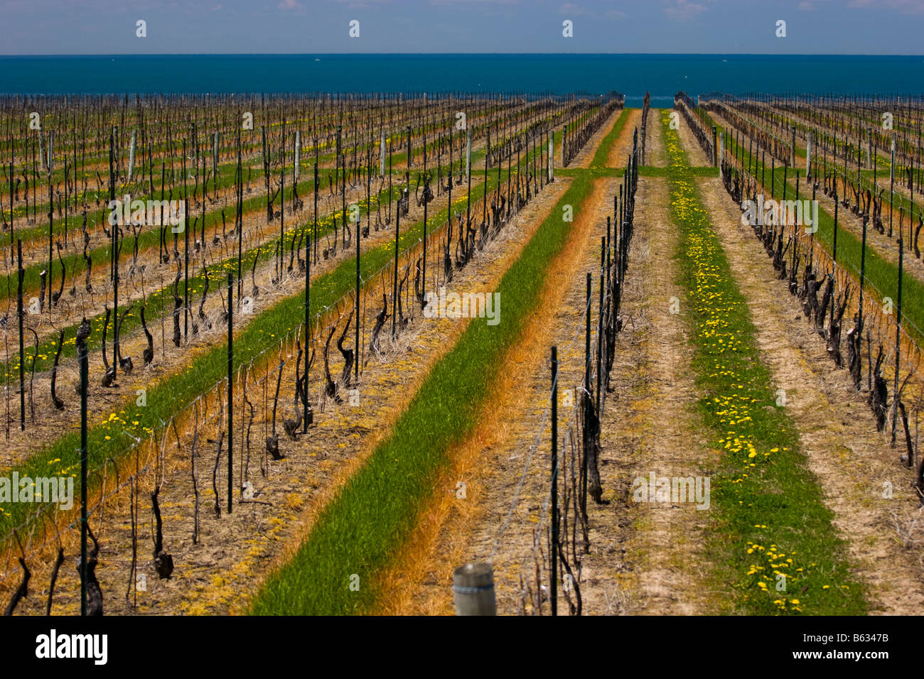Rows of grapevines Spring. Niagara Peninsula Ontario Canada Stock Photo ...