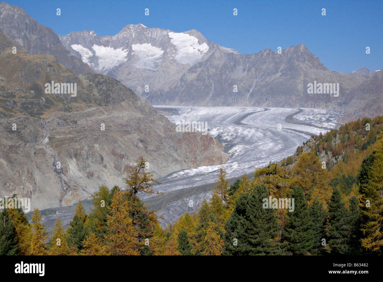 Aletsch forest, Switzerland Stock Photo - Alamy