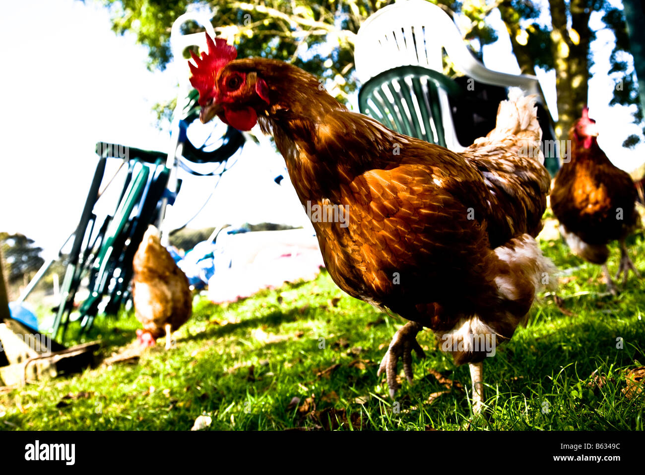 Strutting chickens hi-res stock photography and images - Alamy