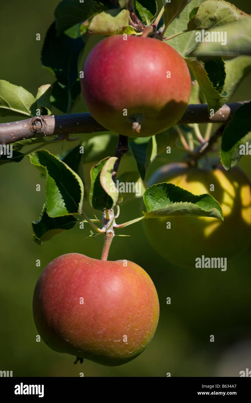 Apple groves hi-res stock photography and images - Alamy