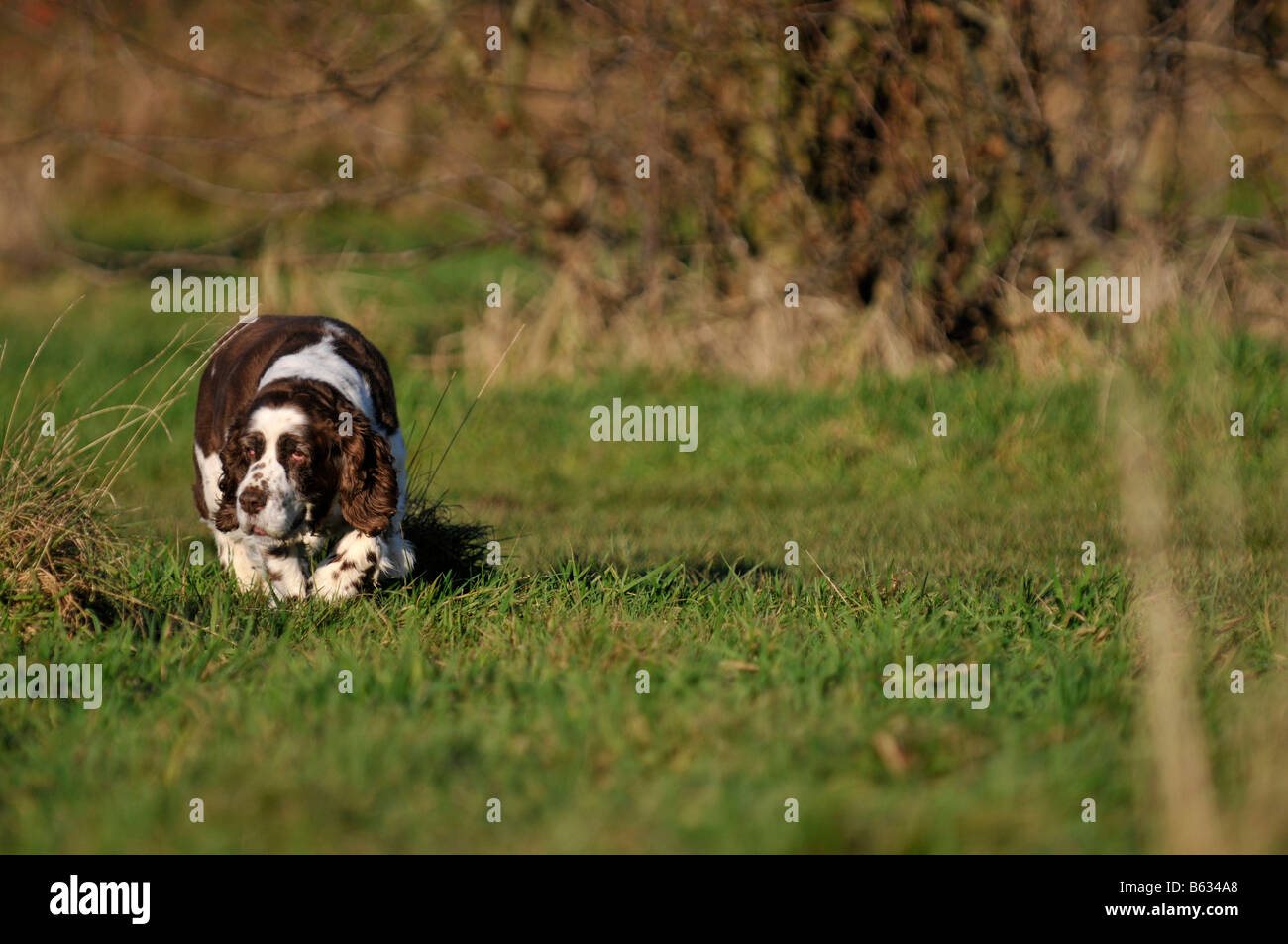 old springer spaniel in field Stock Photo - Alamy