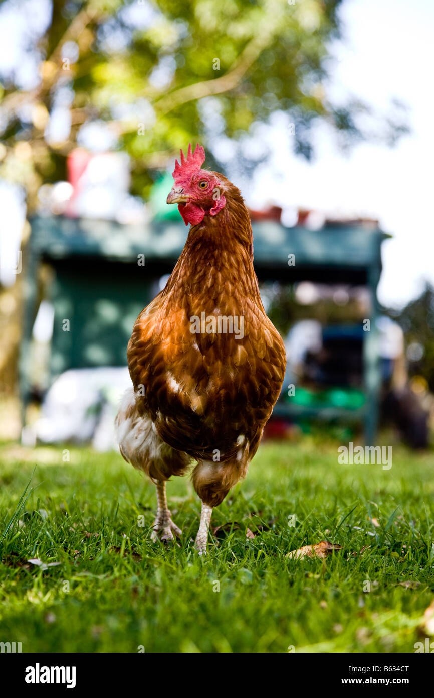 Hen Strutting around her field Stock Photo - Alamy