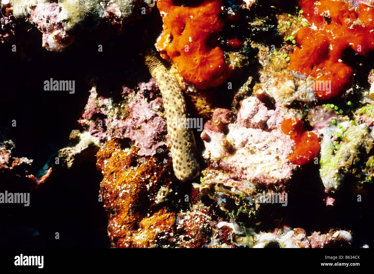 Sea Cucumber. Holothuroidea Stock Photo - Alamy