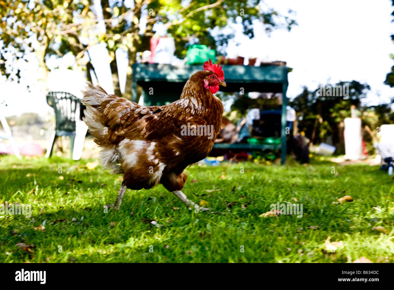 Strutting for hen hi-res stock photography and images - Alamy