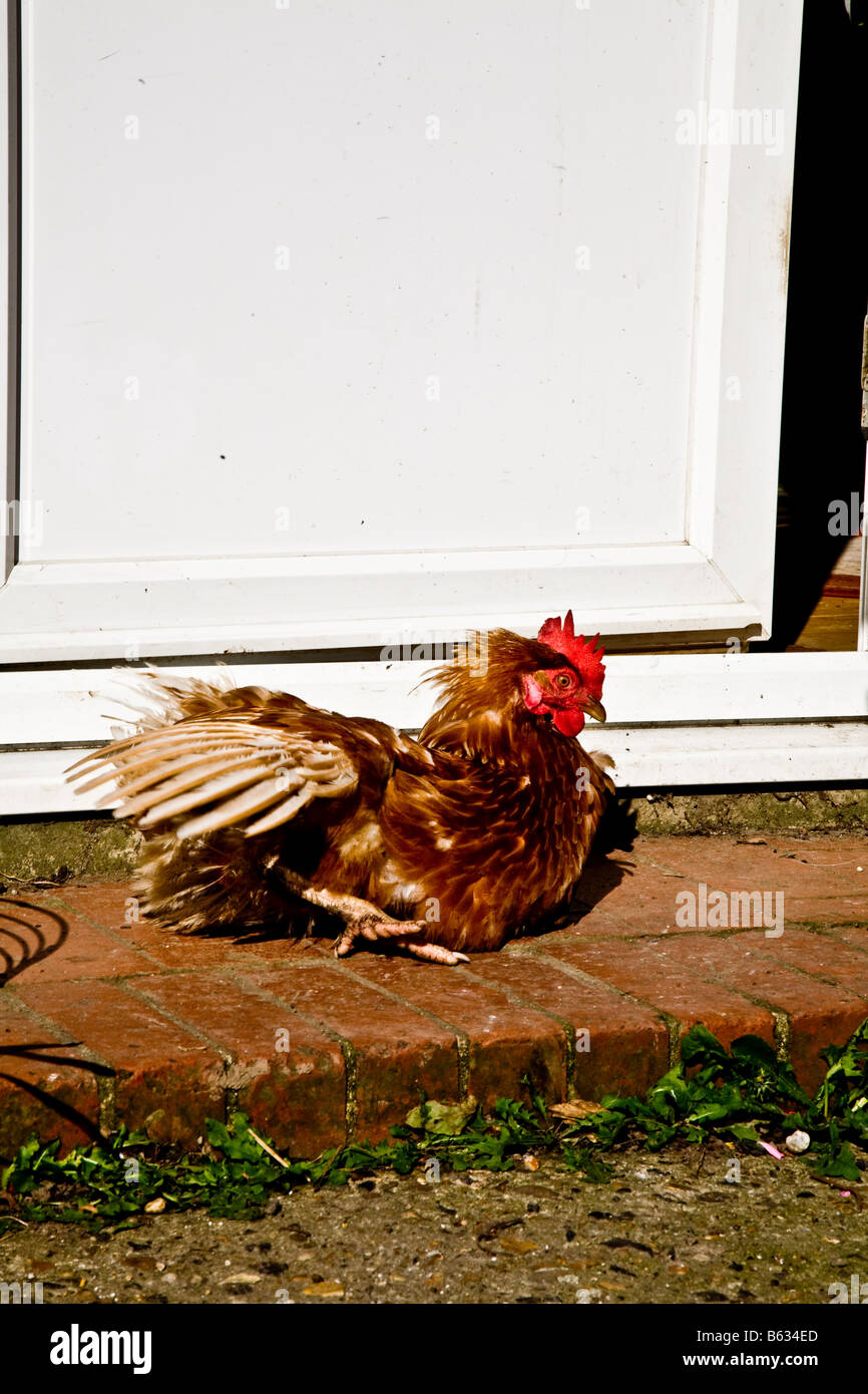 Strutting chickens hi-res stock photography and images - Alamy