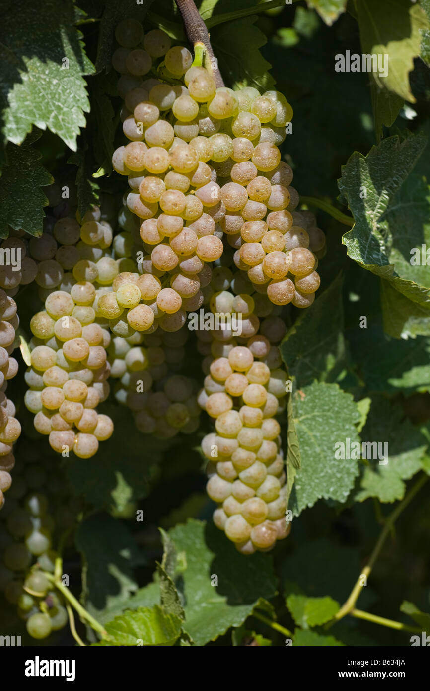 Grapes Growing on a Grapevine Niagara Ontario Canada Stock Photo - Alamy
