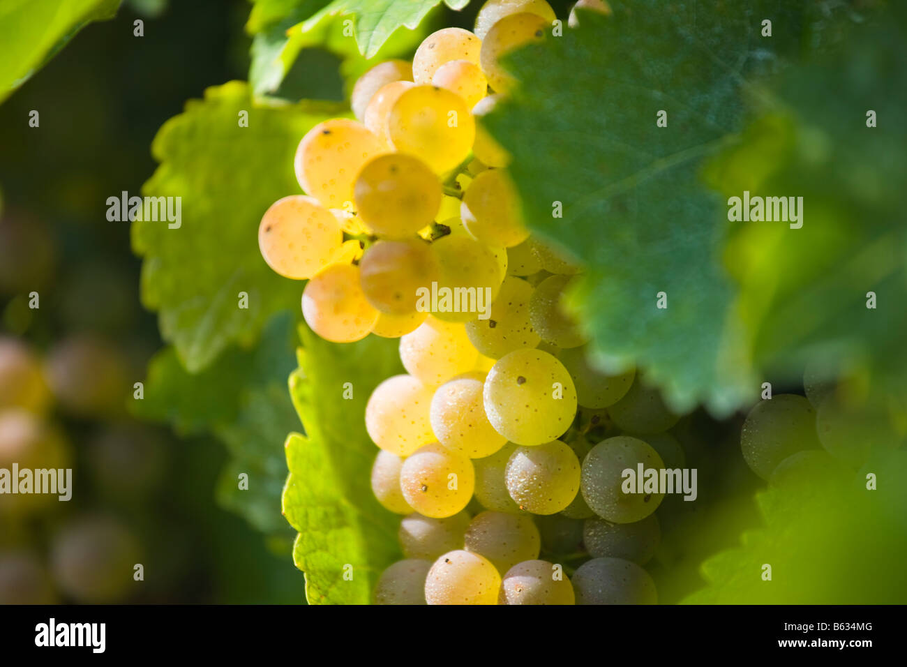 Ontario grapes hi-res stock photography and images - Alamy