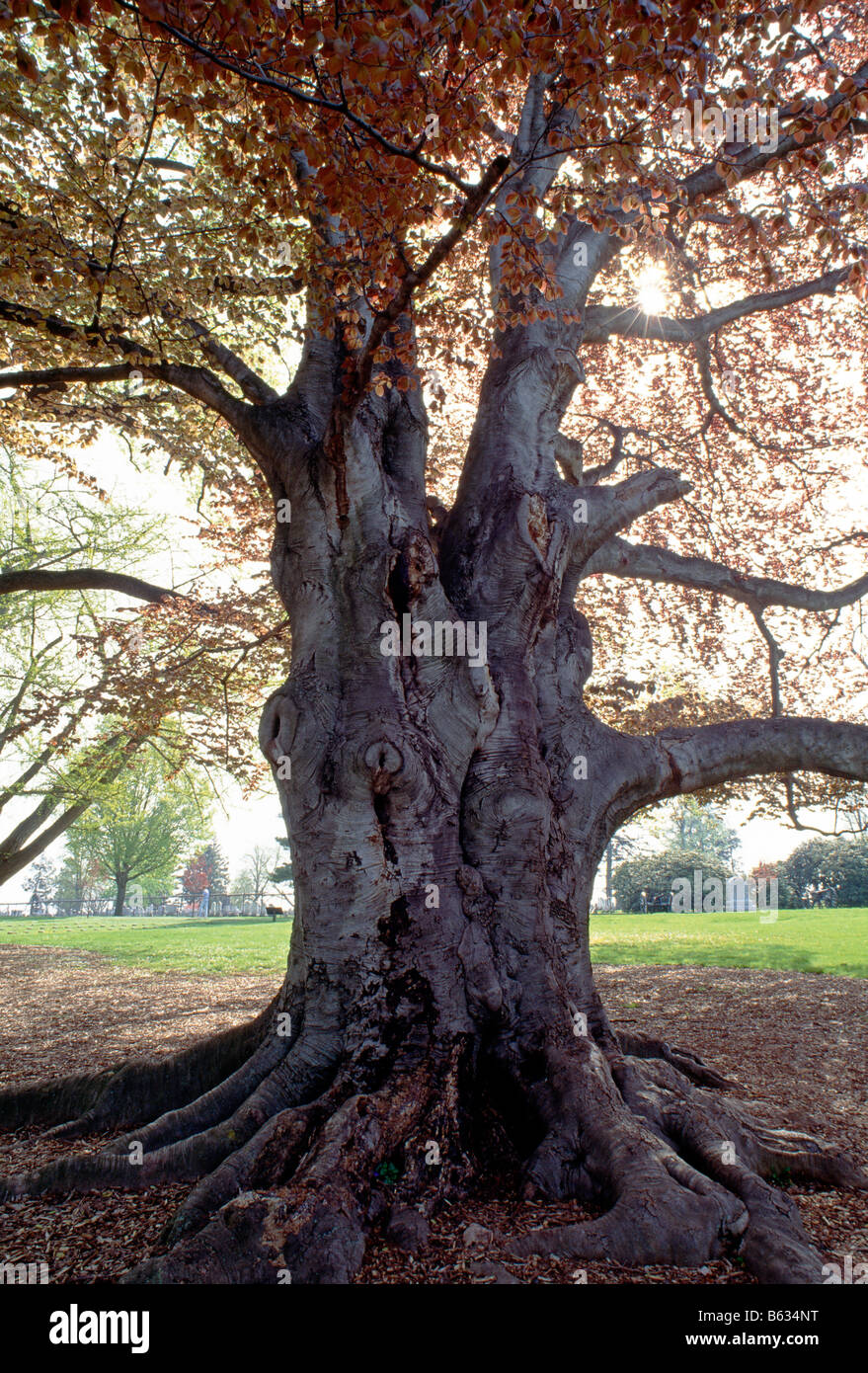 PURPLE BEECH TREE GETTYSBURG NATIONAL CEMETERY GETTYSBURG NATIONAL ...