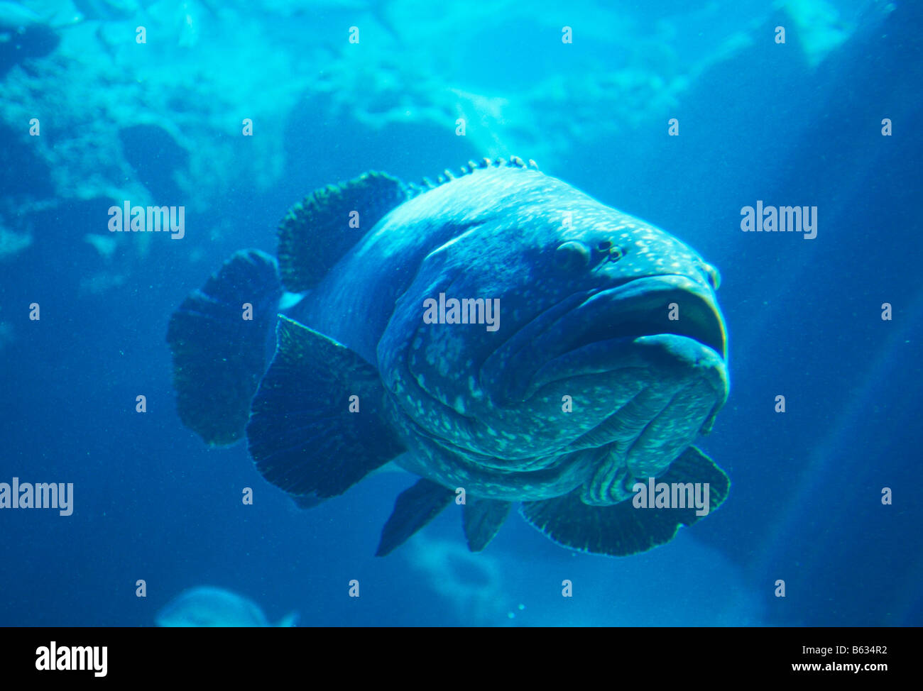 Goliath grouper epinephelus itajara in hi-res stock photography and ...