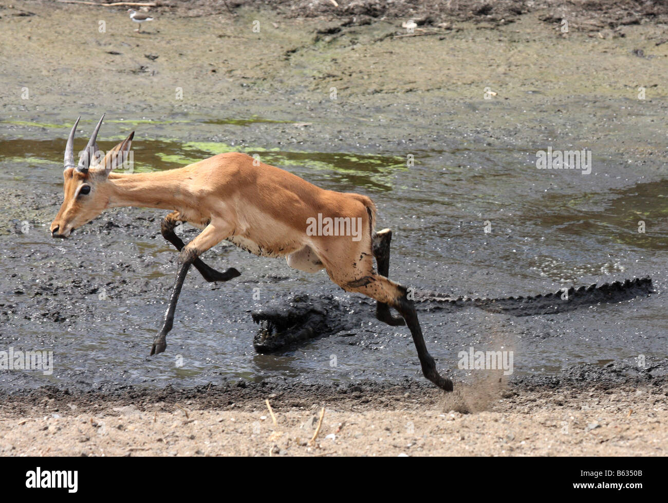 impala escaping from a nile crocodile attack Stock Photo - Alamy